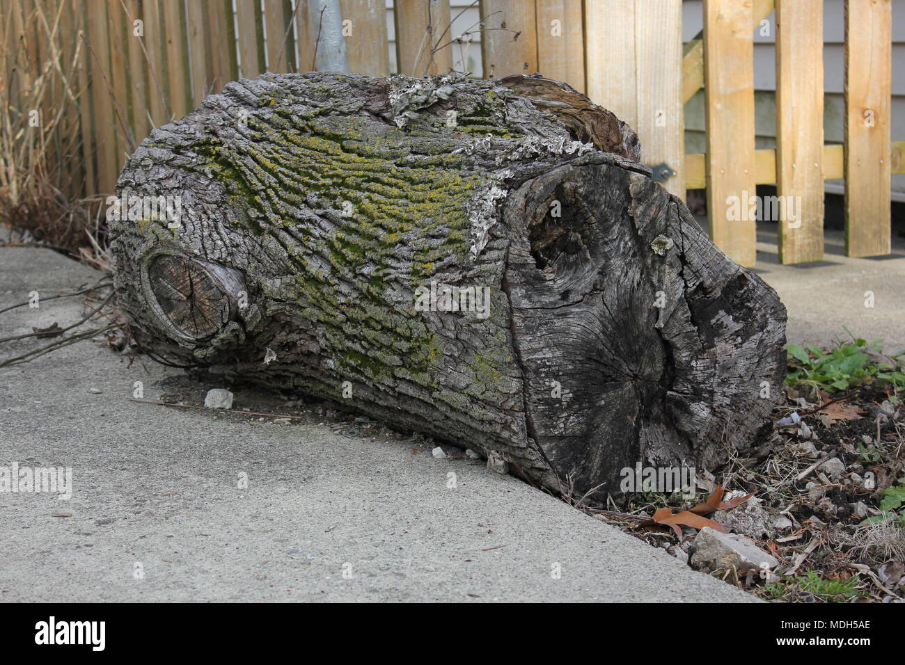 Huge rotting and weathered cut tree trunk set out as garbage but never ...