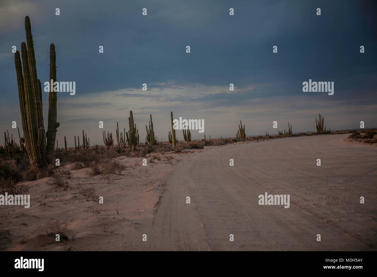 Sonoran Desert which is characterized by high Catus just a few meters ...
