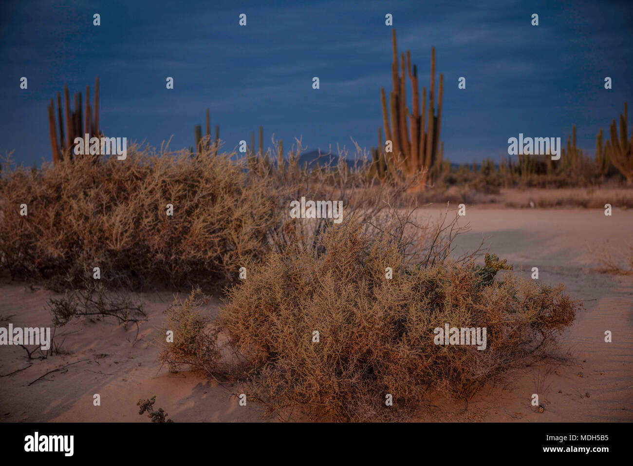 Sonoran Desert which is characterized by high Catus just a few meters ...