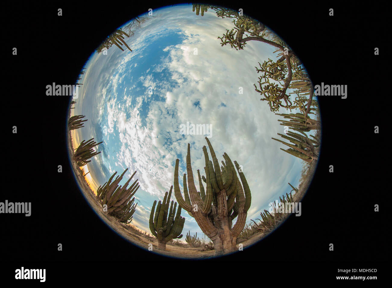 Sonoran Desert which is characterized by high Catus just a few meters ...