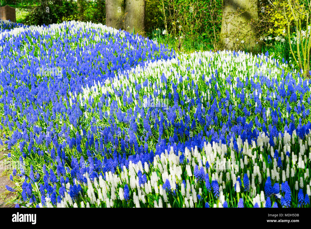 white and blue bluebell flowerbed in dutch park Keukenhof, Netherlands ...