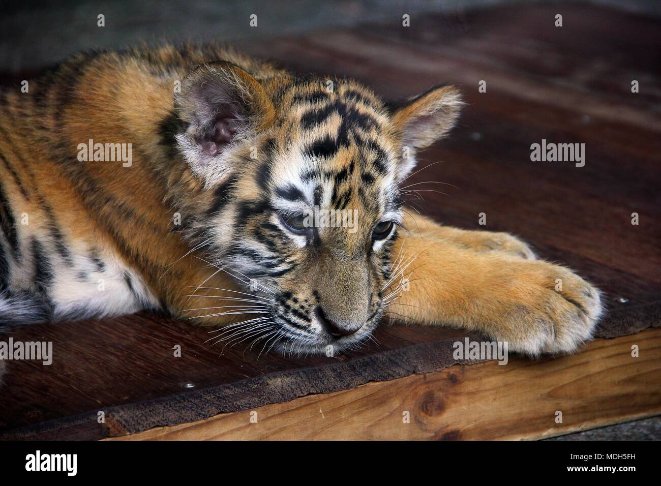 Tiger cub lying around hi-res stock photography and images - Alamy