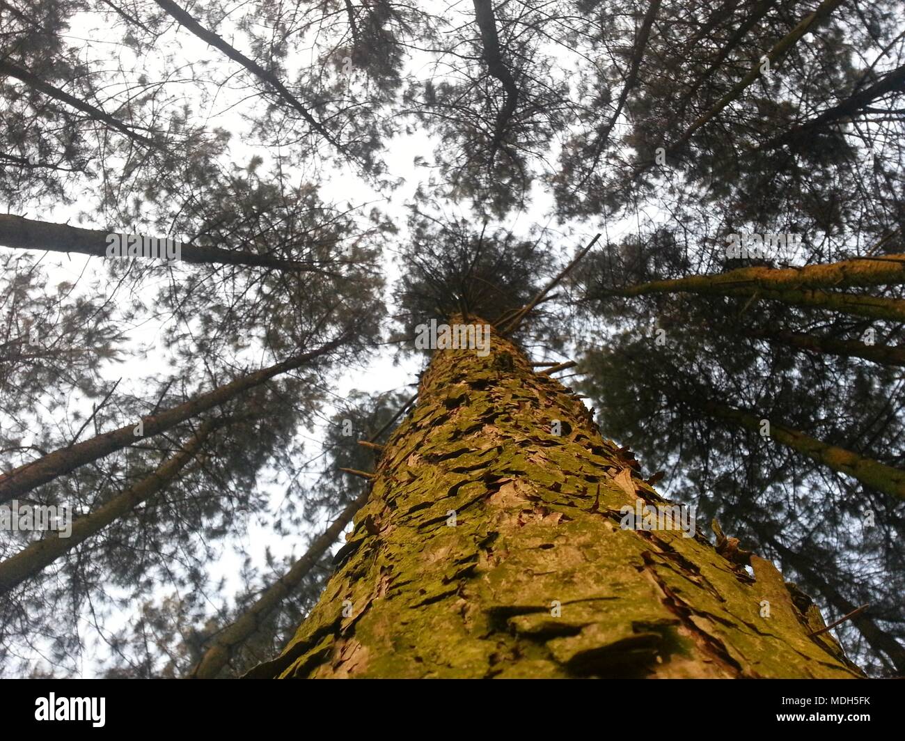 Looking up a pine tree Stock Photo - Alamy