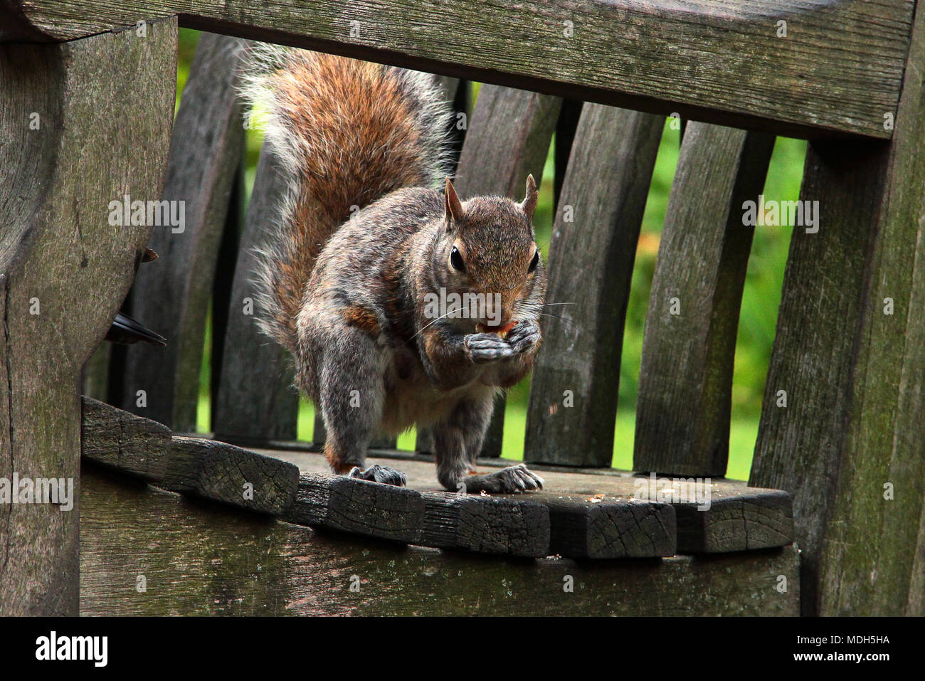 Squirrel eating a nut on a park bench Stock Photo - Alamy