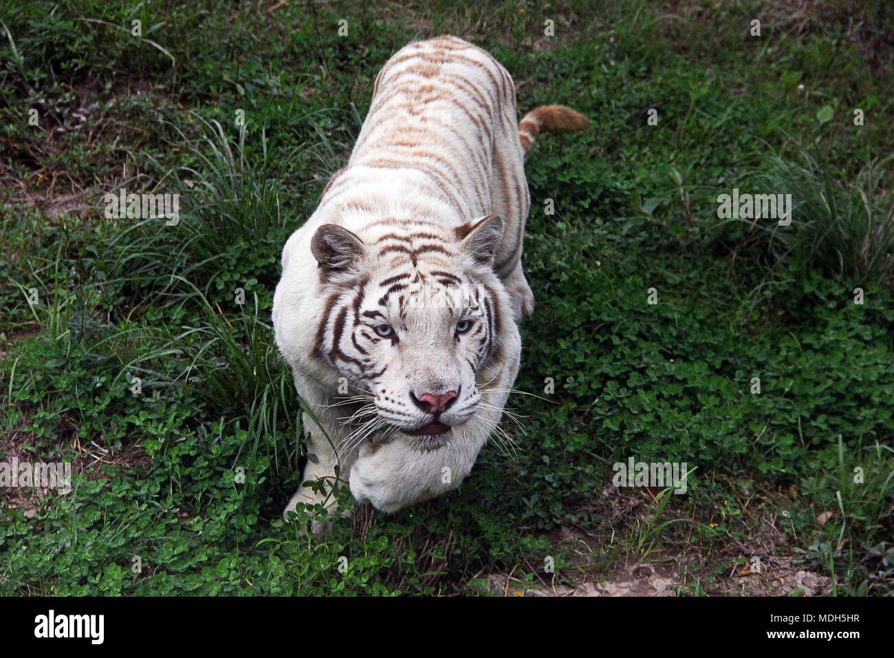 Tiger Attack Stock Photos & Tiger Attack Stock Images - Alamy