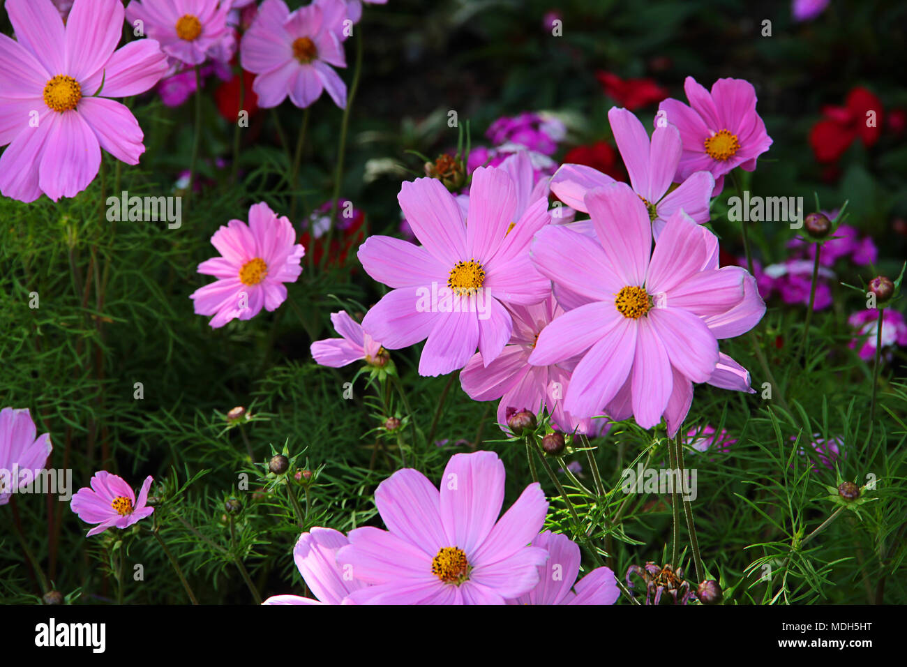 Cosmo plant hi-res stock photography and images - Alamy