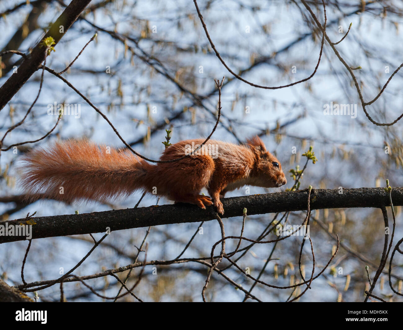 The red squirrel or Eurasian red squirrel (Sciurus vulgaris) is a ...