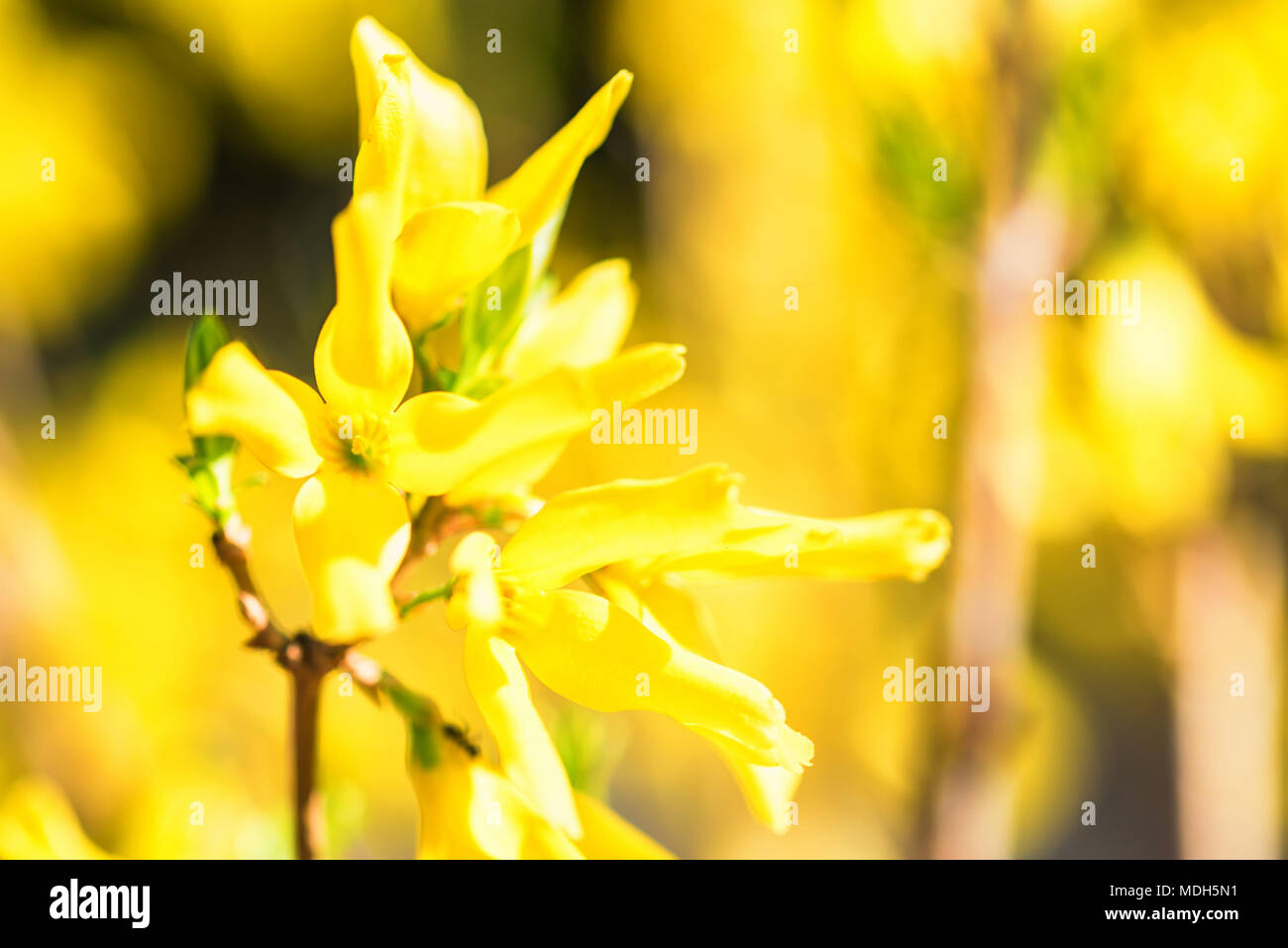 Yellow flowers of currant in bloom close Stock Photo - Alamy