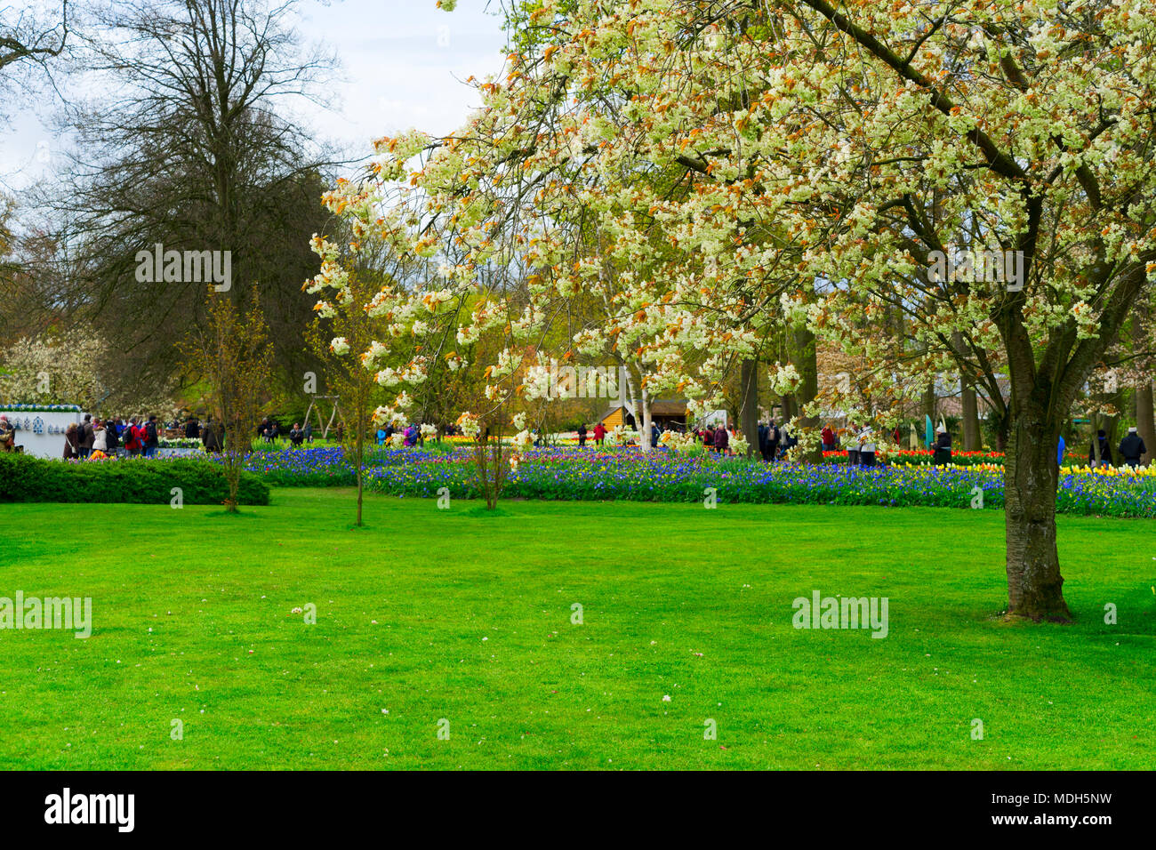 Green spring lawns and Blooming Tree in an Dutch Formal Garden ...