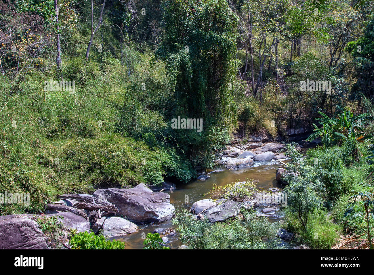 Thai landscape with trees and narrow river Stock Photo - Alamy