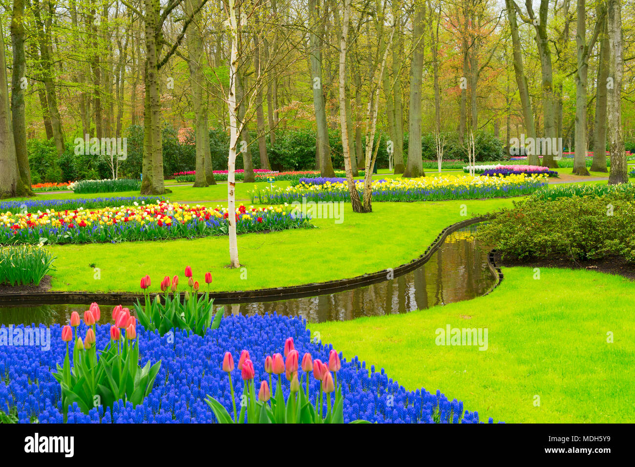 Colourful Flowerbeds, green grass and Spring Tree in an Dutch Formal ...