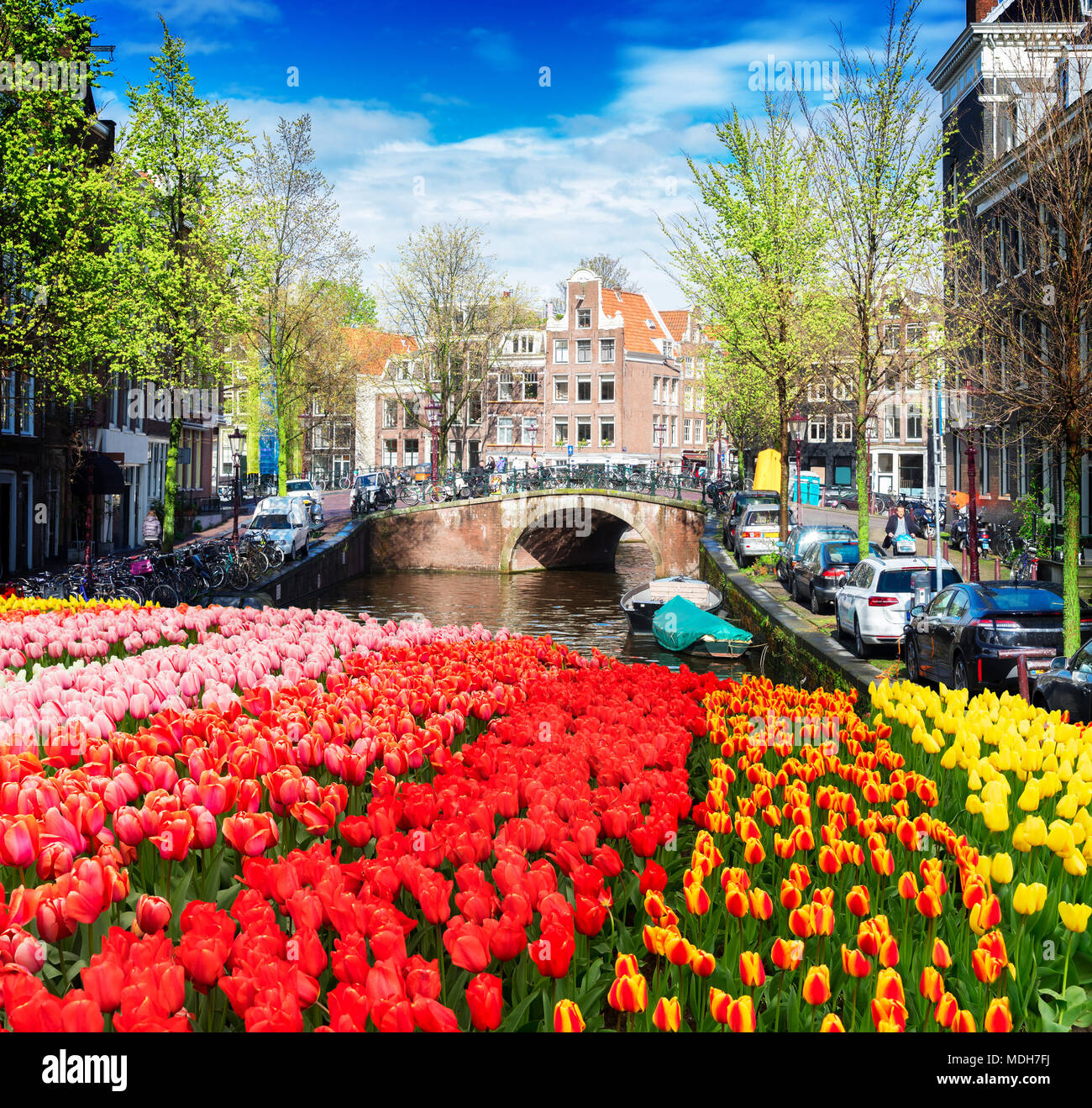 Facades of dutch historical houses and bridge over canal with tulips ...