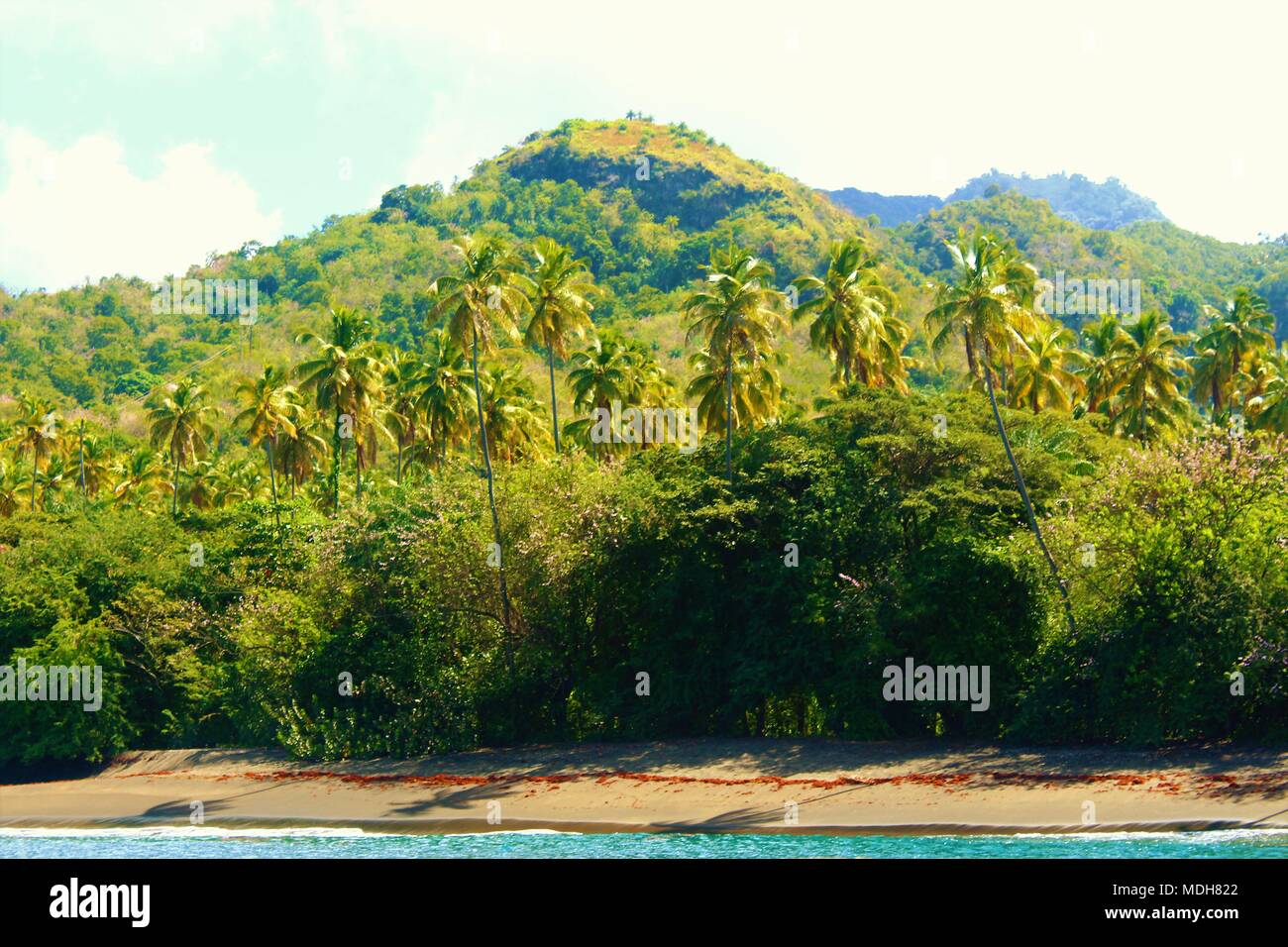 A palm-tree lined beach in St Vincent, Caribbean Stock Photo - Alamy
