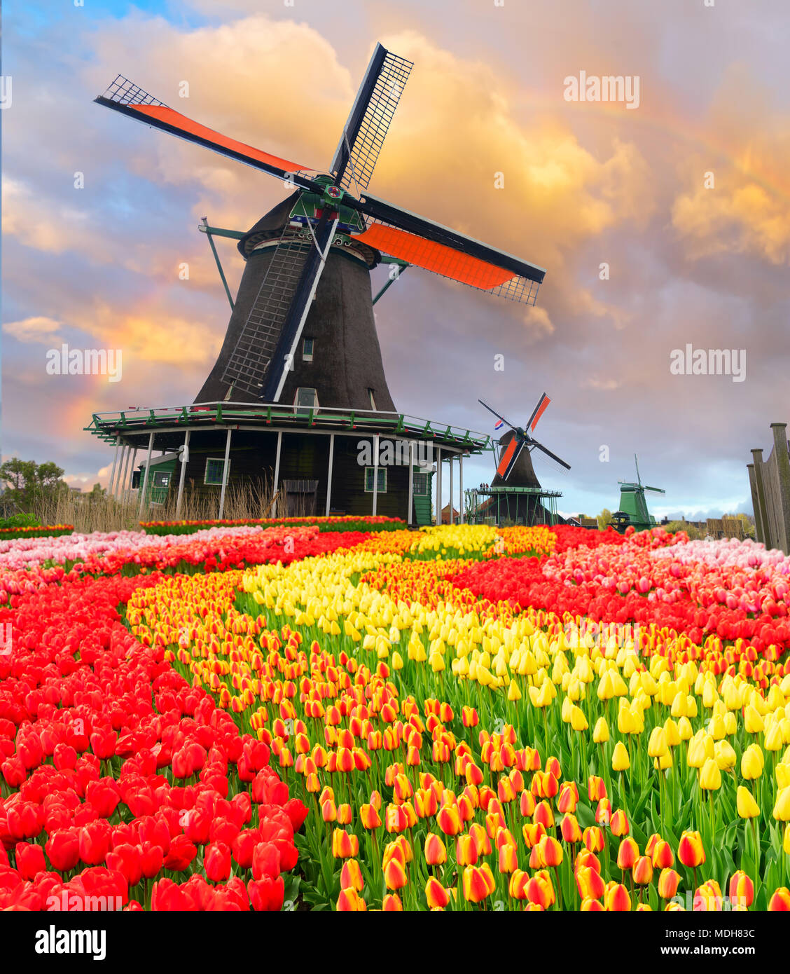Traditional Dutch Windmill Of Zaanse Schans And Tulips At Sunrise Traditional Dutch Windmill Of Zaanse Schans And Tulips At Sunrise