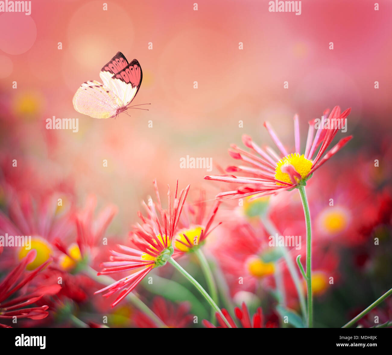 Best flying butterfly hi-res stock photography and images - Alamy