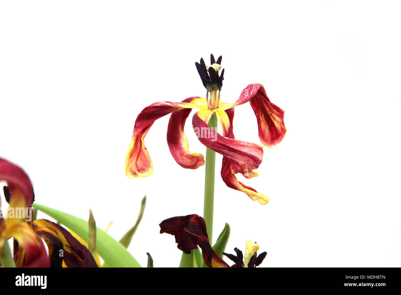 Dead Tulips High Resolution Stock Photography and Images - Alamy