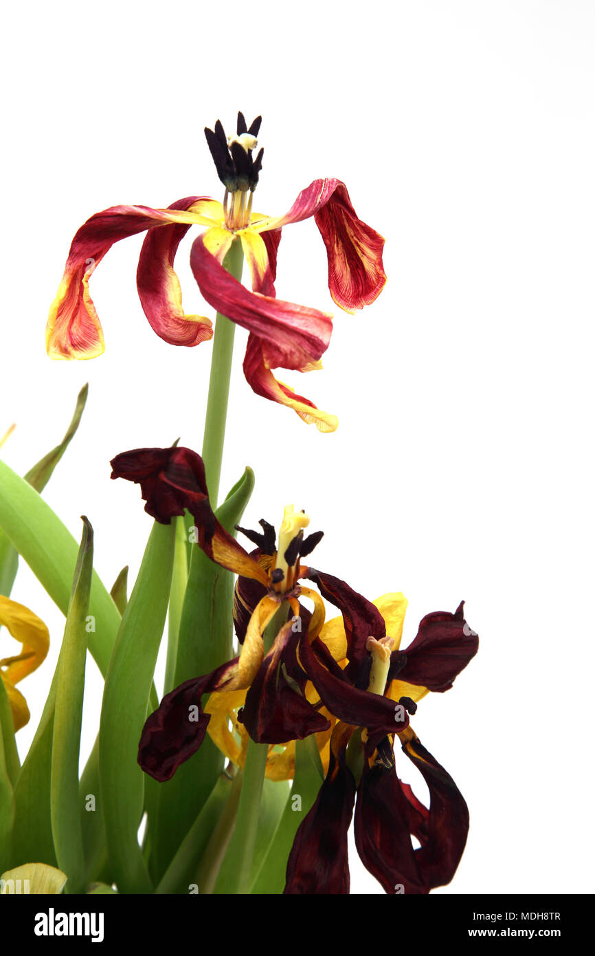 Dead tulips flower hi-res stock photography and images - Alamy