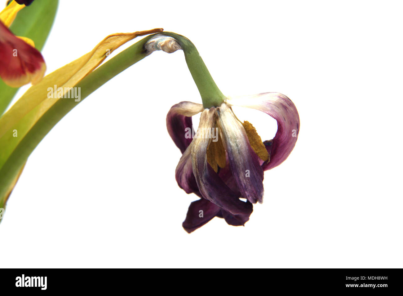 Dead Purple Tulip Stock Photo - Alamy