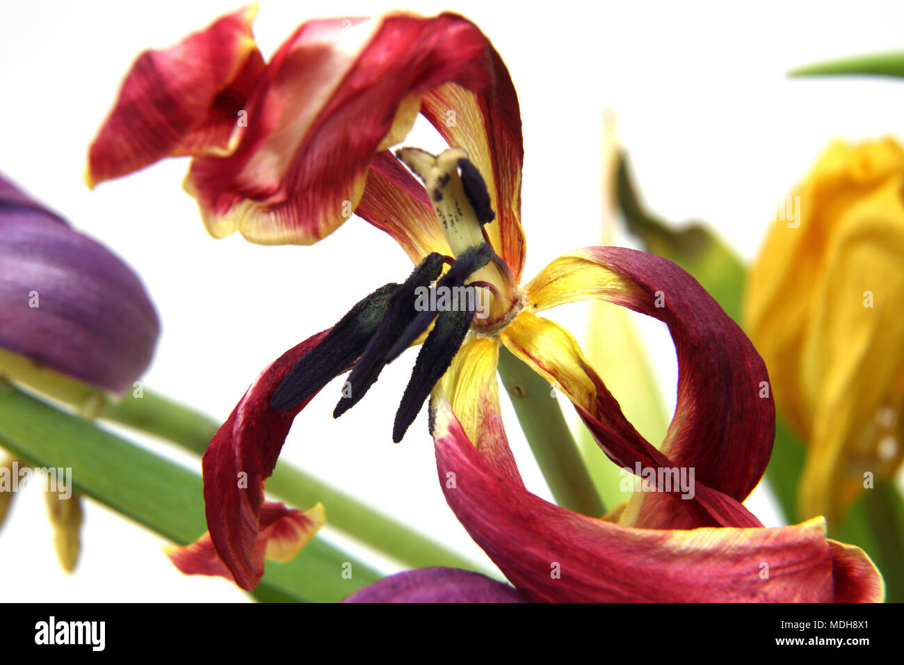 Dead Tulips Flower Stock Photos & Dead Tulips Flower Stock Images - Alamy