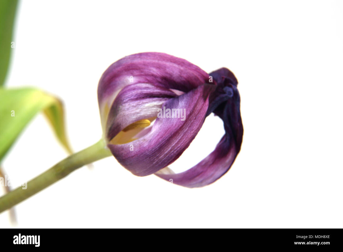 Purple Dead Tulip Stock Photo - Alamy