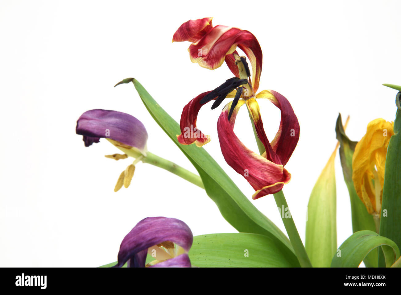 Dead tulips flower hi-res stock photography and images - Alamy