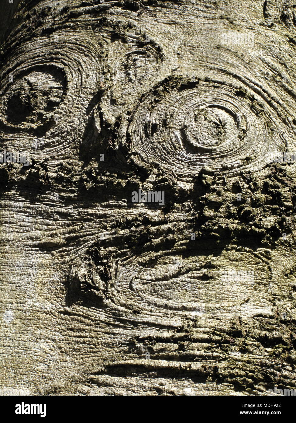 Stem cross section hi-res stock photography and images - Alamy