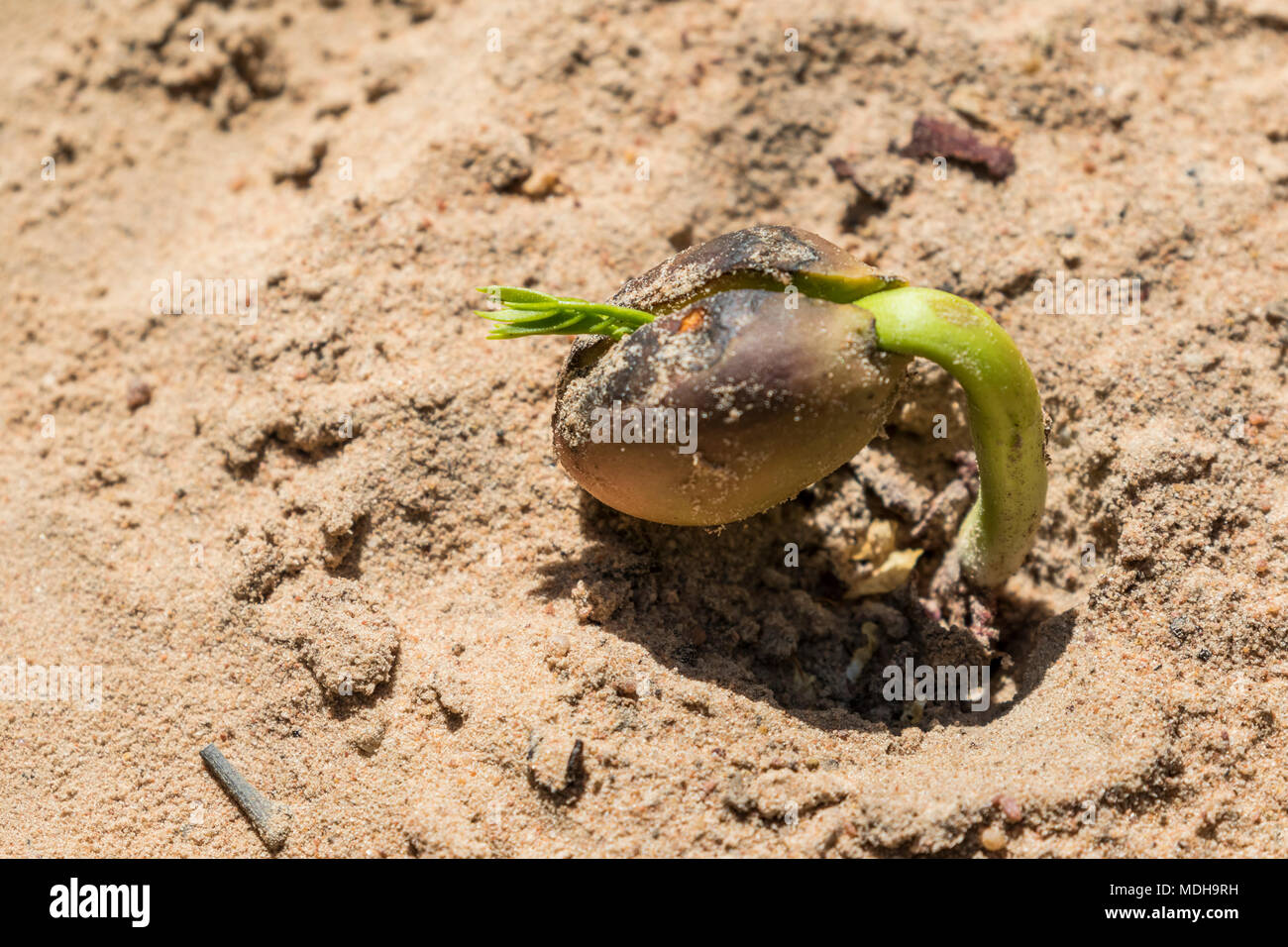 Sprouting seed hi-res stock photography and images - Alamy