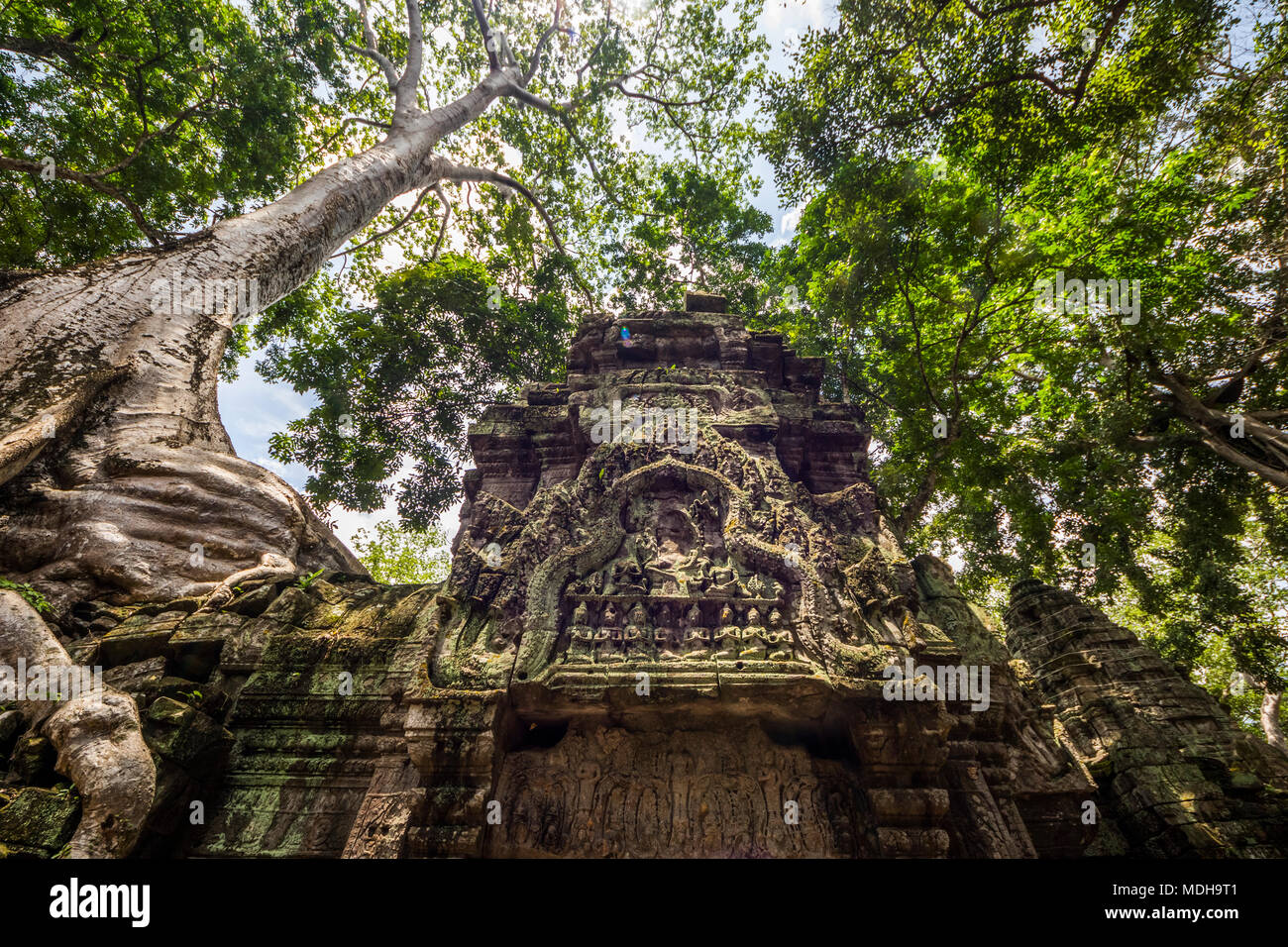 Decorative tree roots siem reap hi-res stock photography and images - Alamy