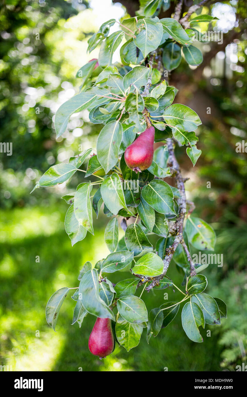 Red pears on tree in orchard hi-res stock photography and images - Alamy