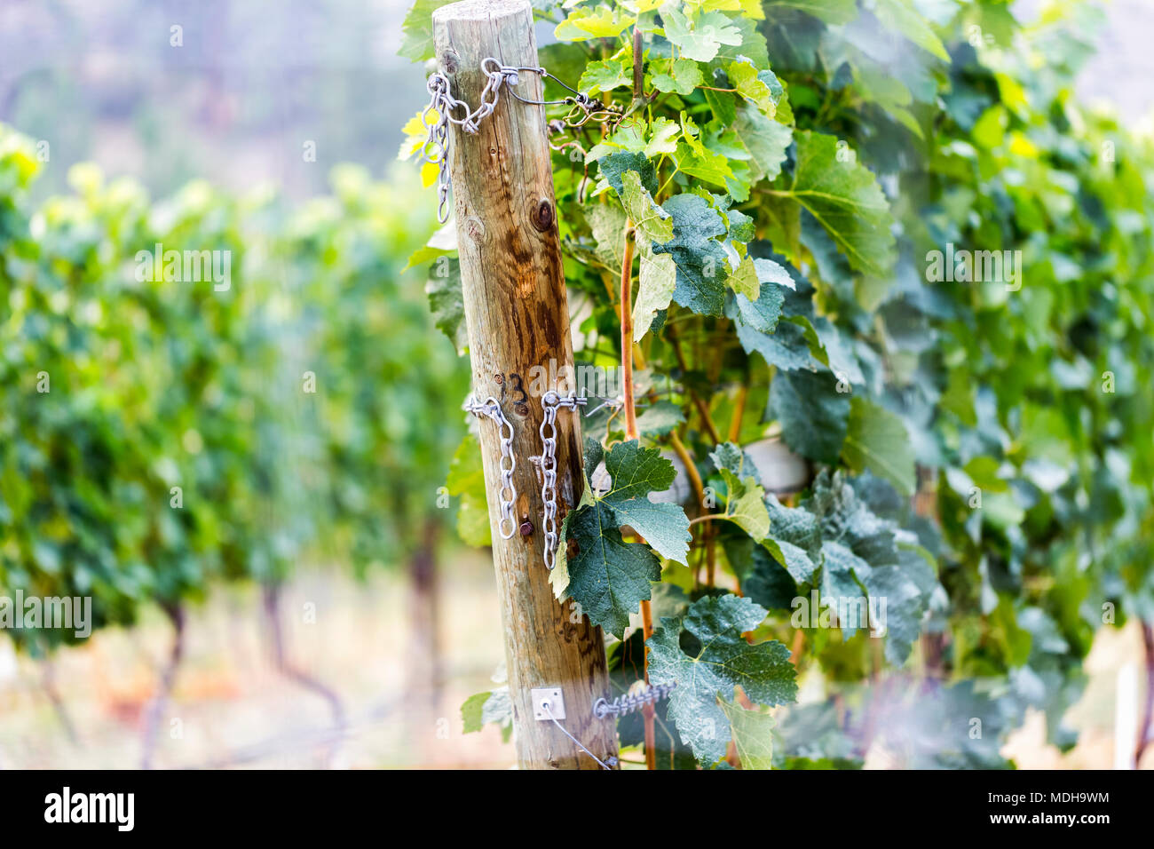 A wooden post and chains at the end of a row of growing vines in a ...