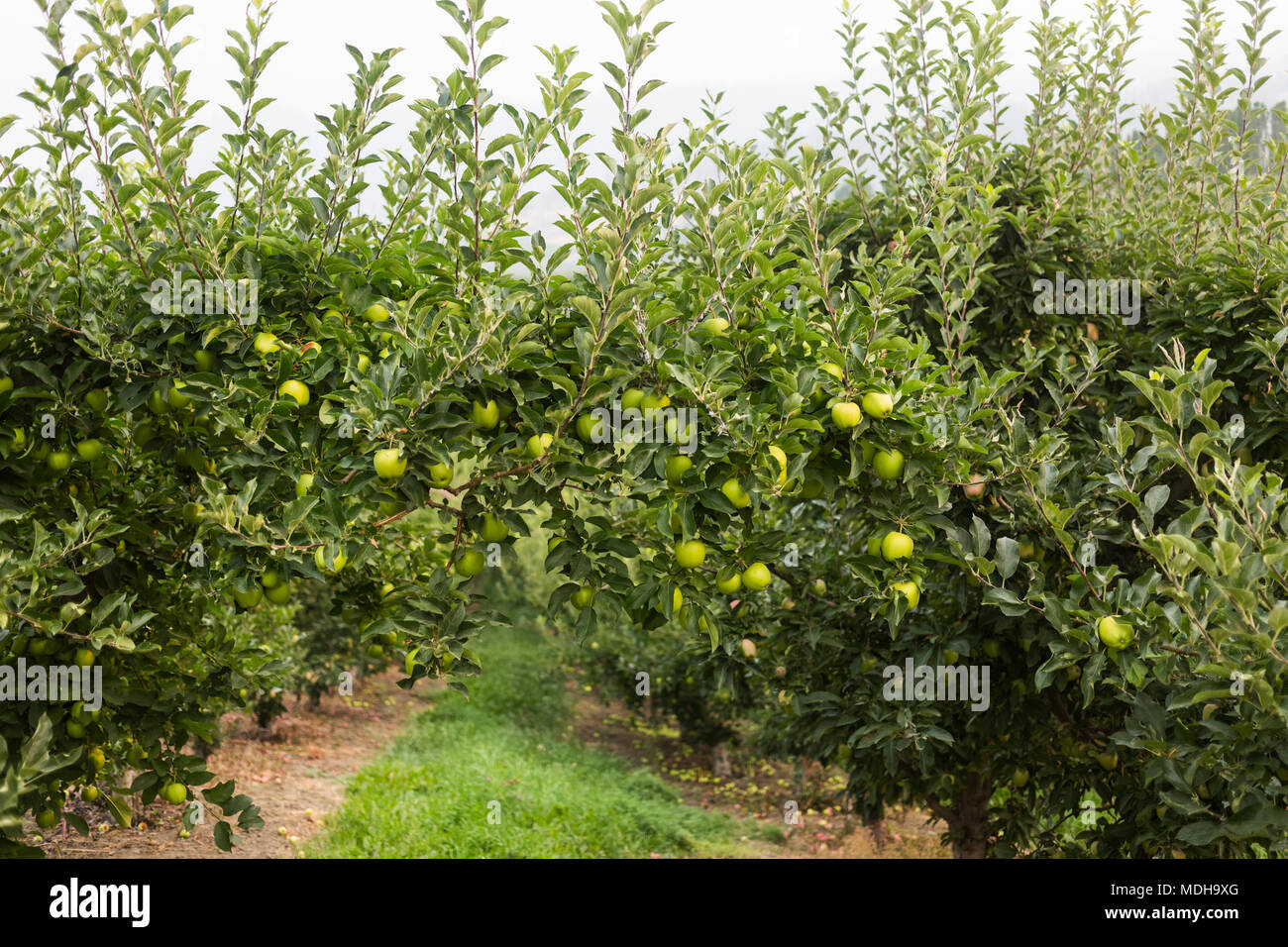 Apple trees with green apples growing in an orchard; British Columbia ...