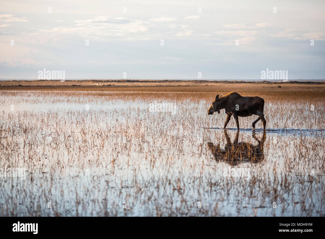 A cow moose (alces alces) walks through shallow water with a reflection ...
