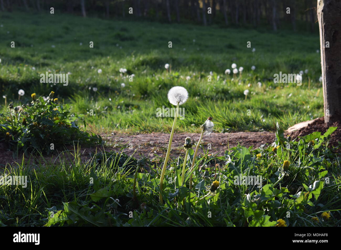 Overscourt siston common hi-res stock photography and images - Alamy