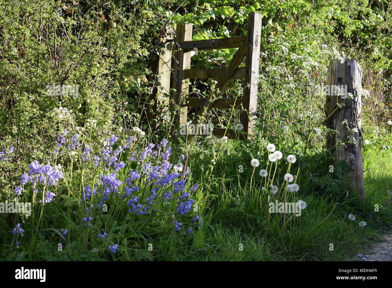 Sunny morning woodland hi-res stock photography and images - Alamy