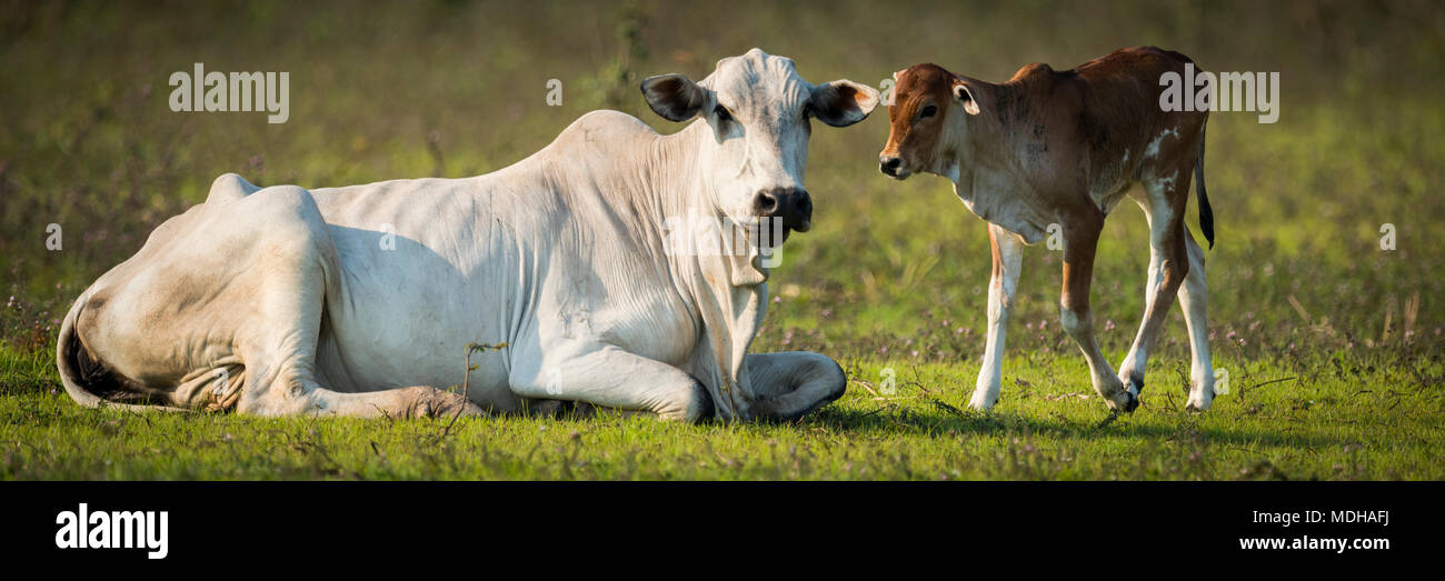 Khillari cattle (Bos indicus) cow and calf looking towards camera ...