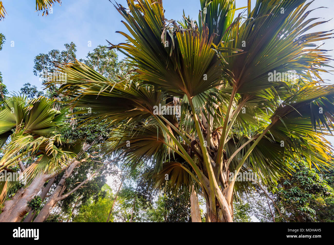 Sea coconut or Lodoicea maldivica Stock Photo - Alamy