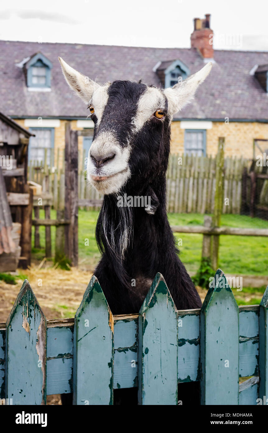 Domestic goat looking over fence hi-res stock photography and images ...