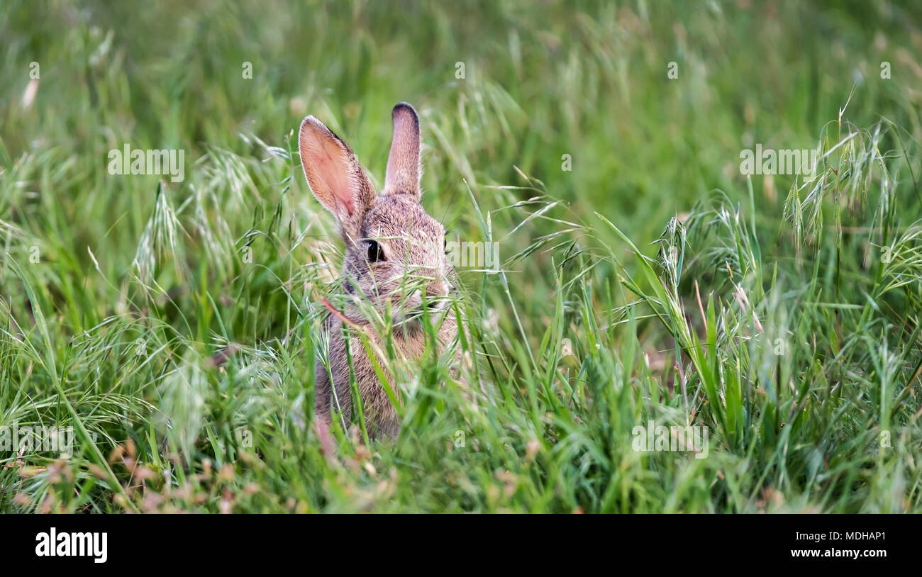 A wild rabbit, Eastern Cottontail (Sylvilagus floridanus); Denver ...