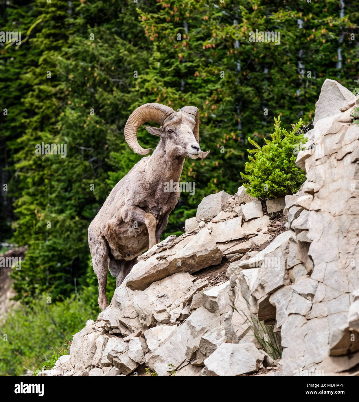 Rock climbing sheep hi-res stock photography and images - Alamy