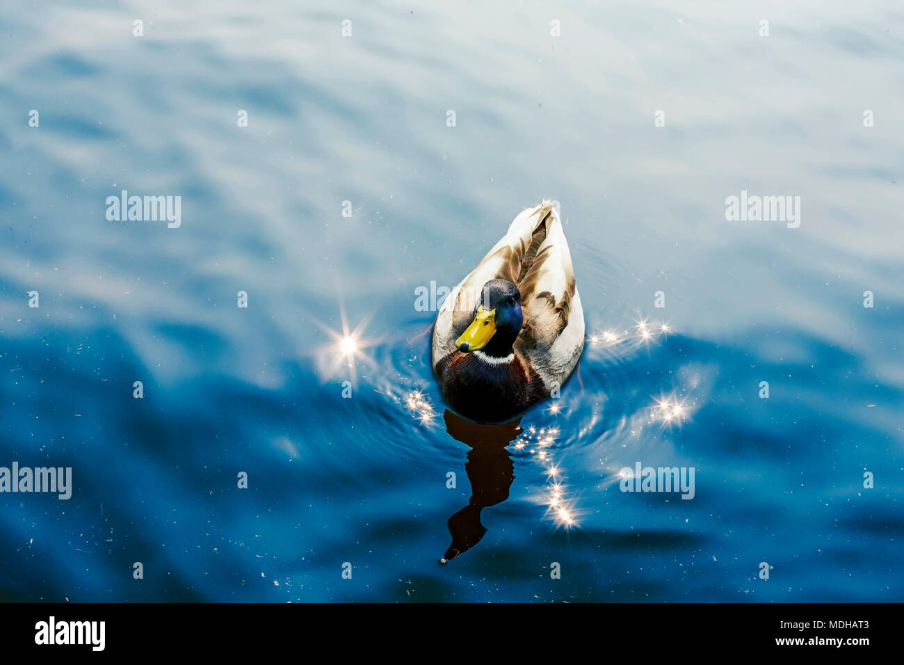 Friendly male Mallard duck floating on sparkling blue water in the ...