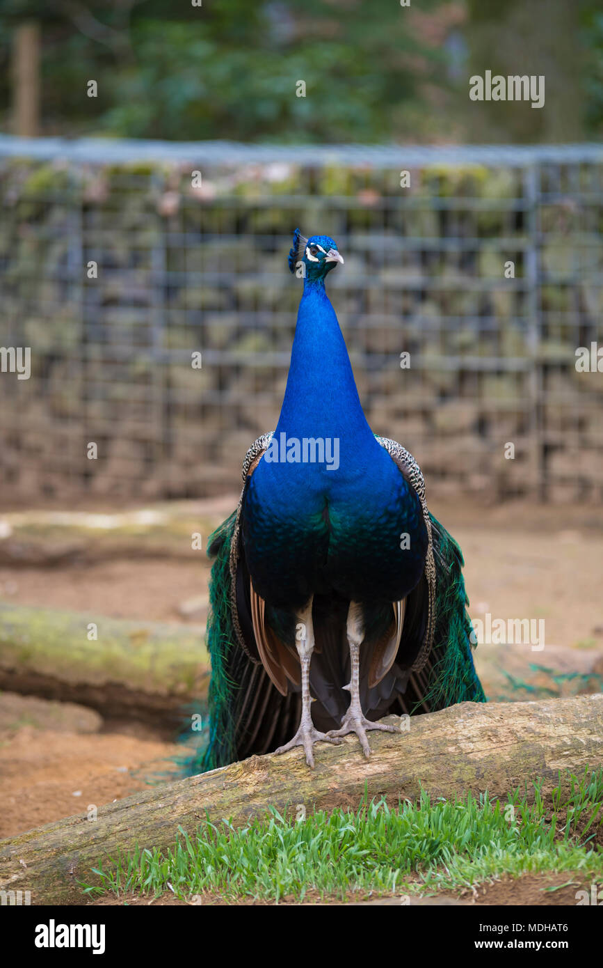 beautiful peacock in a park in germany Stock Photo - Alamy