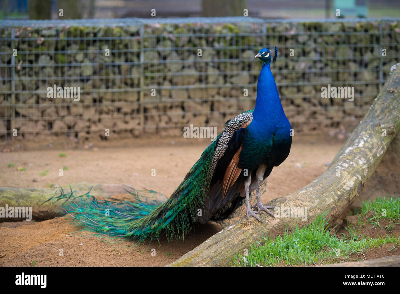 beautiful peacock in a park in germany Stock Photo - Alamy