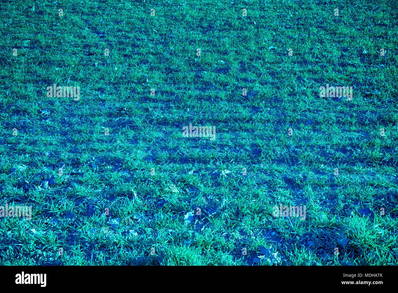 Ultra marina Grass texture from a field in springtime, design details ...