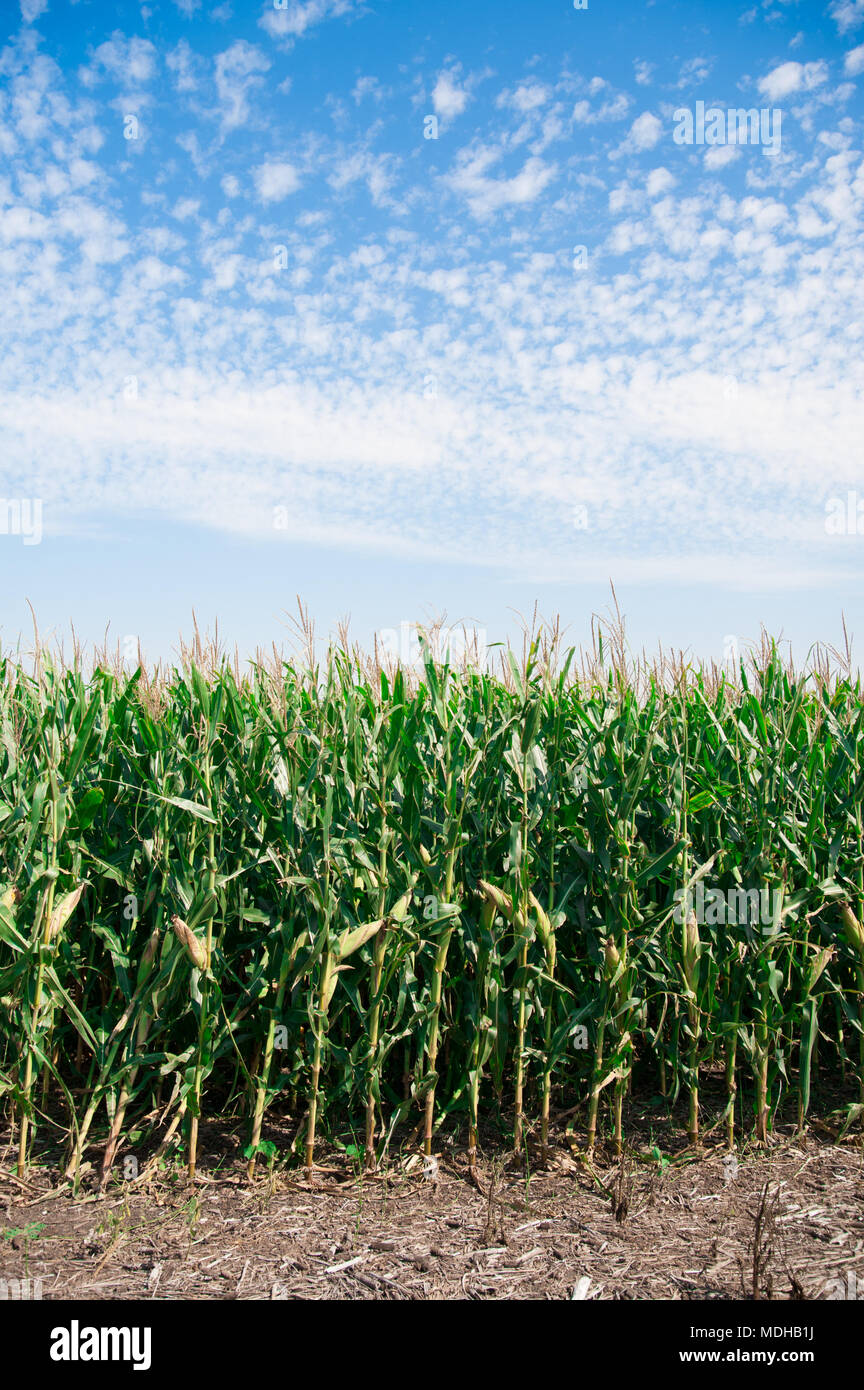 Cone Field in the country side of America. America is a continent where ...
