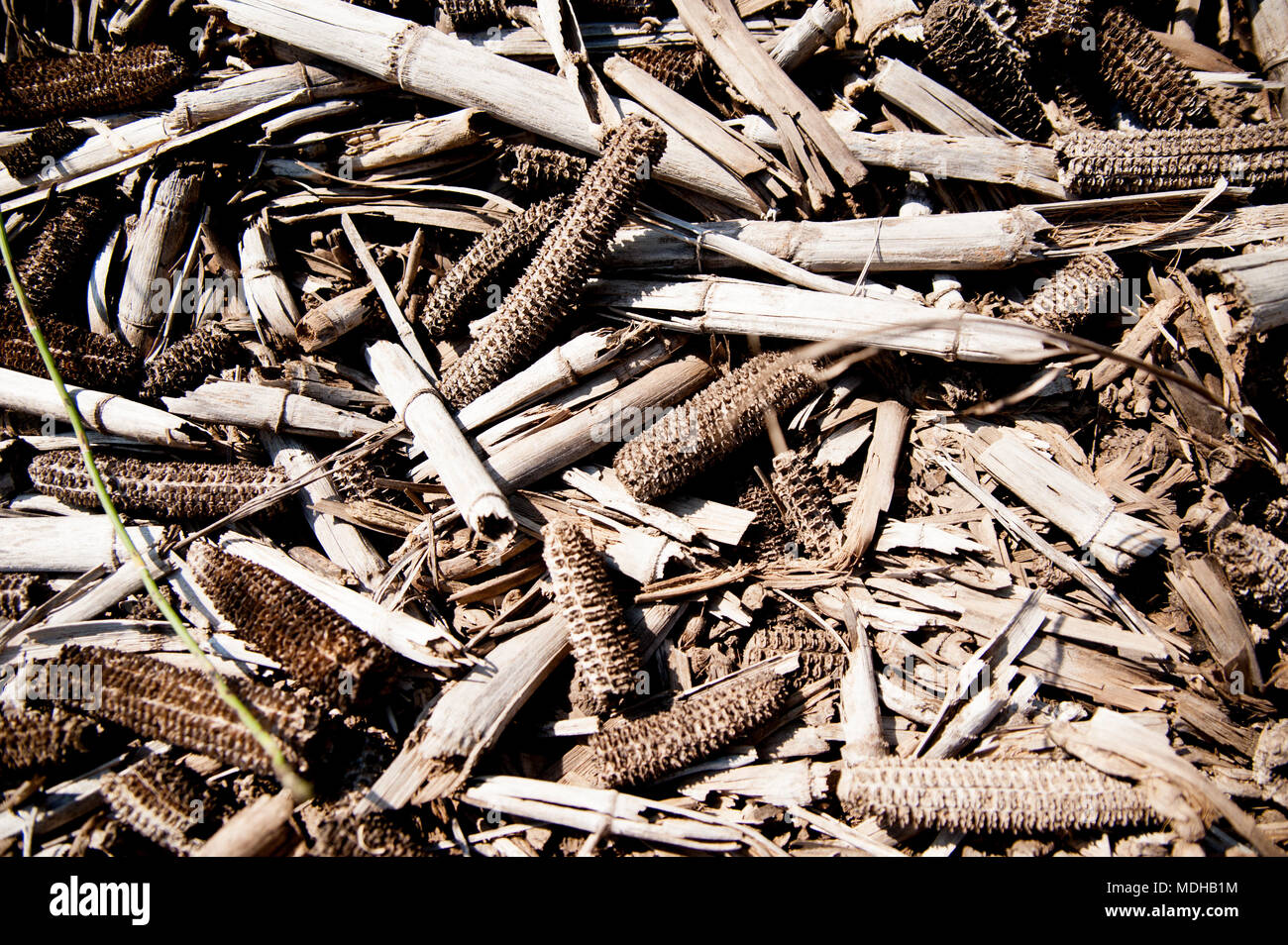 Cone Field in the country side of America. America is a continent where ...