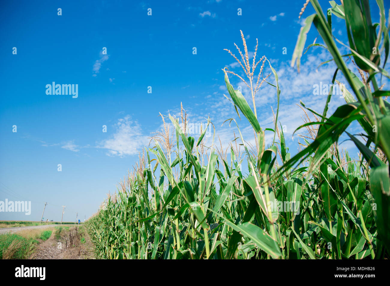 Cone Field in the country side of America. America is a continent where ...