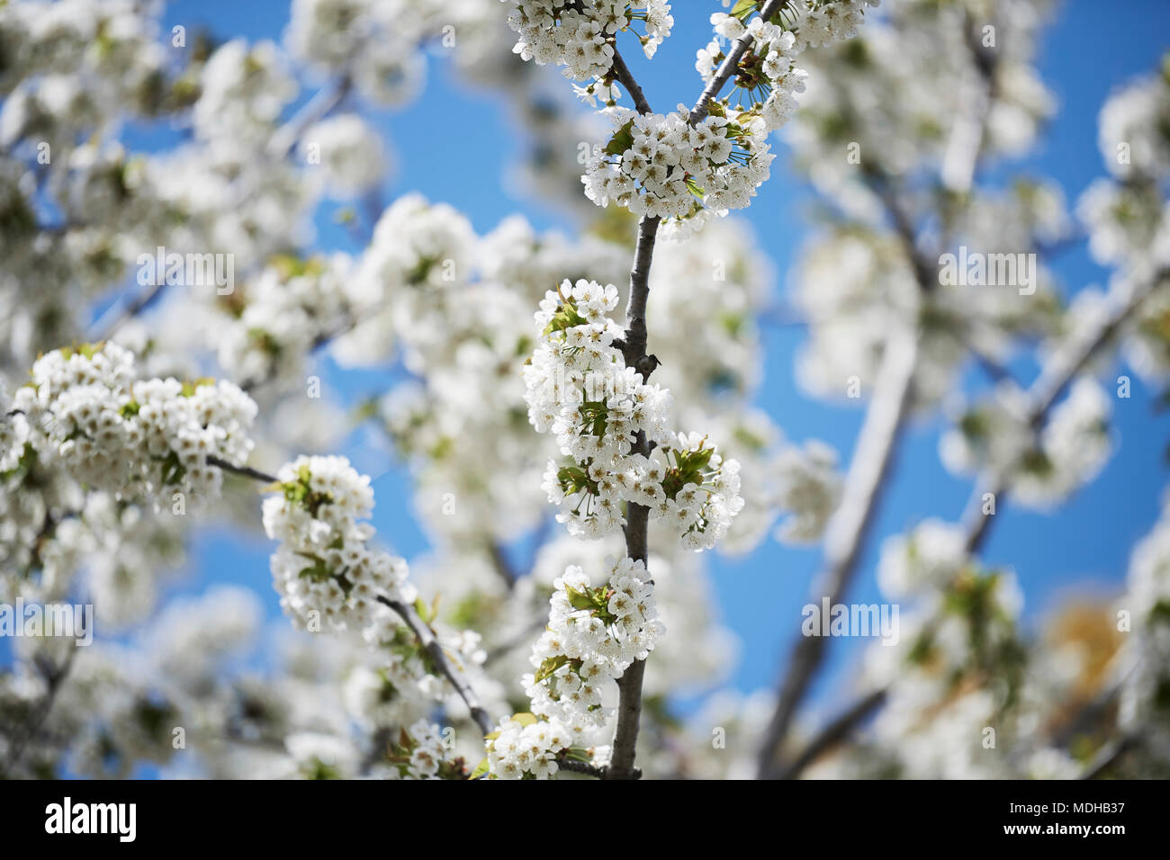 Blue and white flower cluster hi-res stock photography and images - Alamy