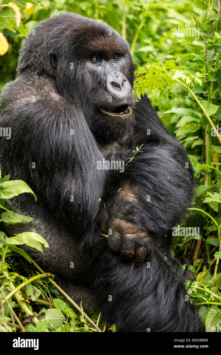 A gorilla sitting in the lush foliage; Northern Province, Rwanda Stock ...