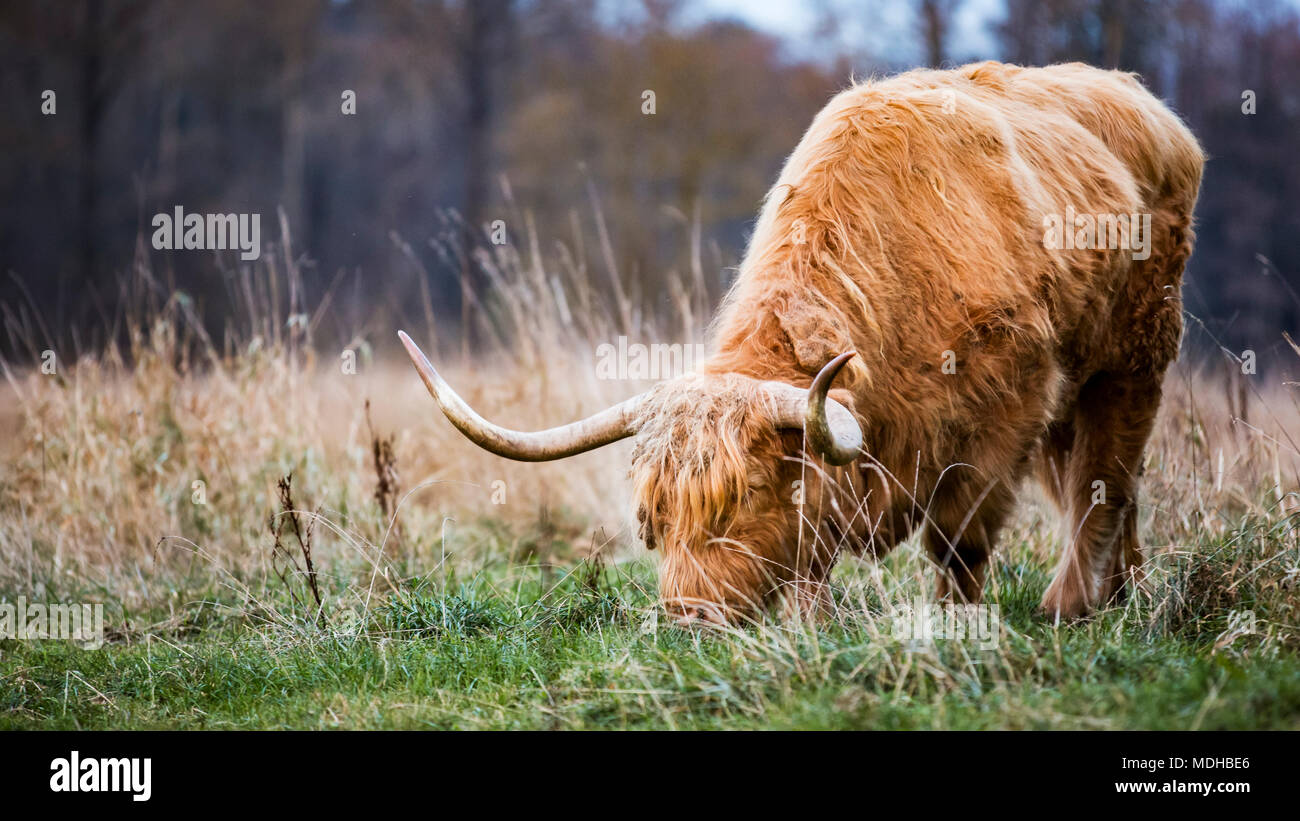 British Cattle Breed Stock Photos & British Cattle Breed Stock Images ...
