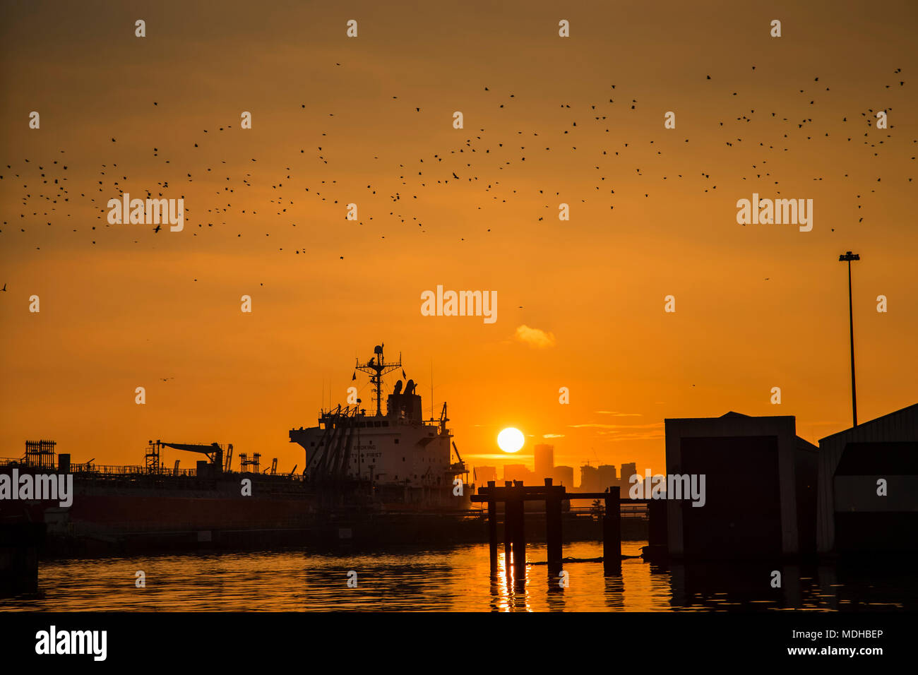 Flock Birds Flying Over Ship High Resolution Stock Photography and ...